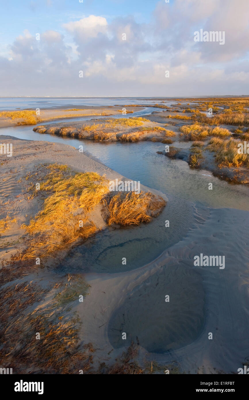 saltwatermarsh in winter on the Dutch wadden island of Ameland Stock ...
