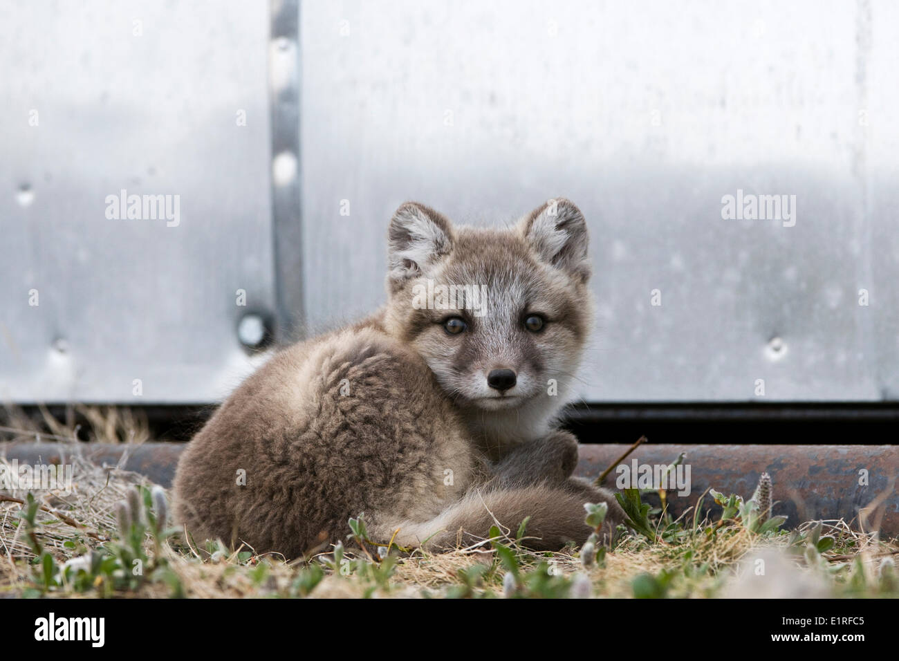 Arctic Fox den with pups under a container on the Canadian tundra Stock ...