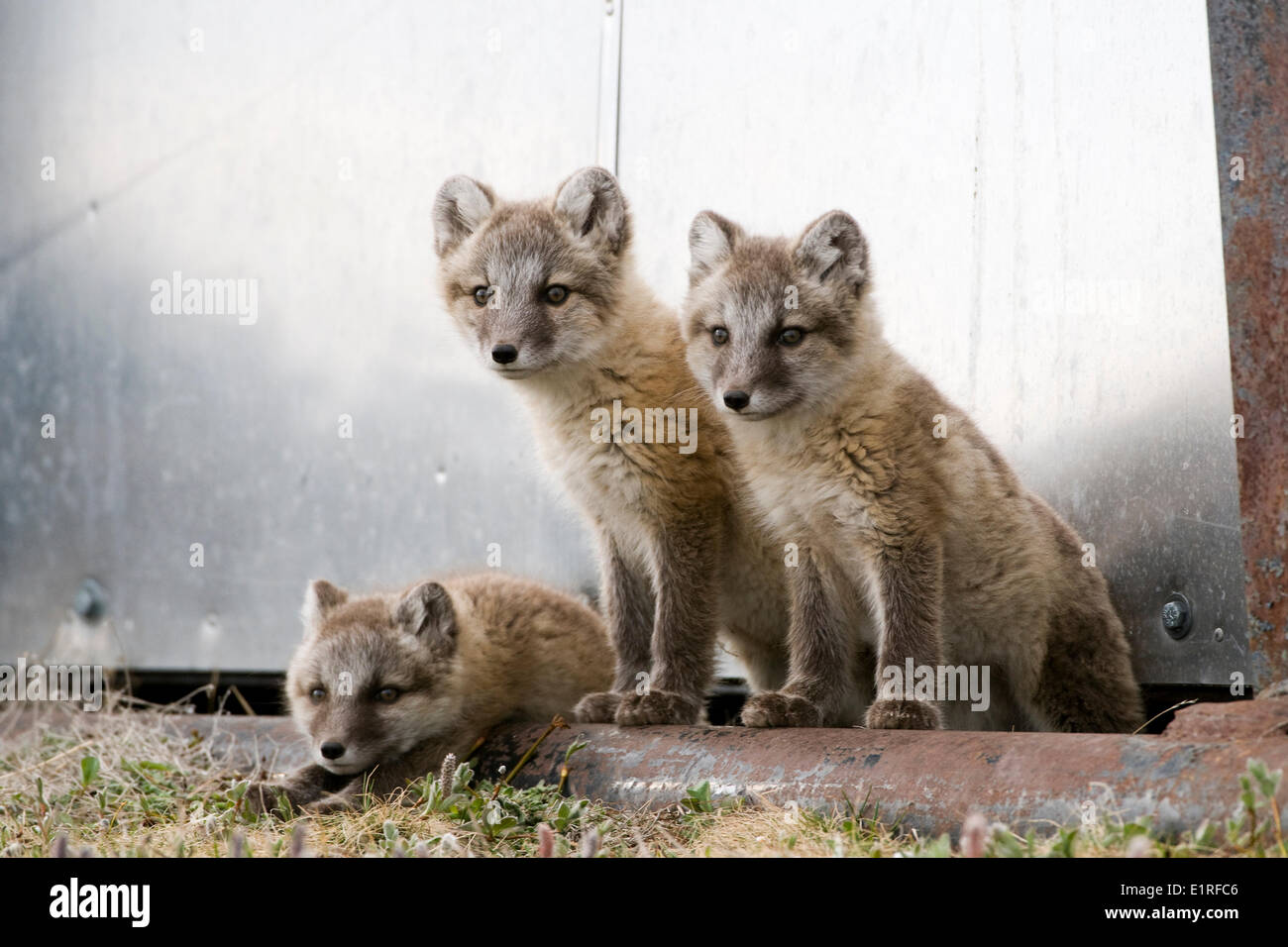Arctic Fox den with pups under a container on the Canadian tundra Stock ...
