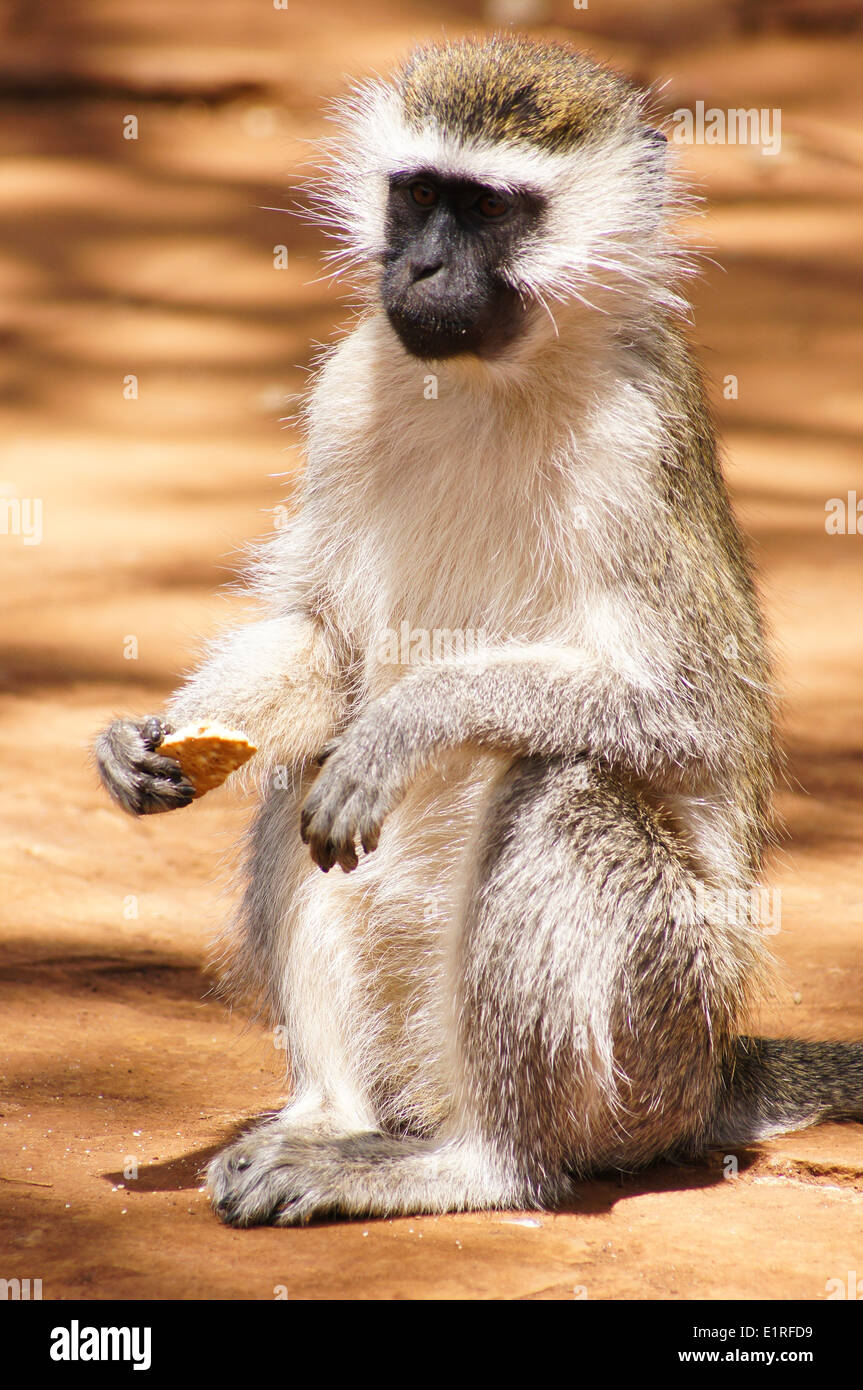 Portrait of a Vervet monkey (Chlorocebus pygerythrus) taken whilst on ...