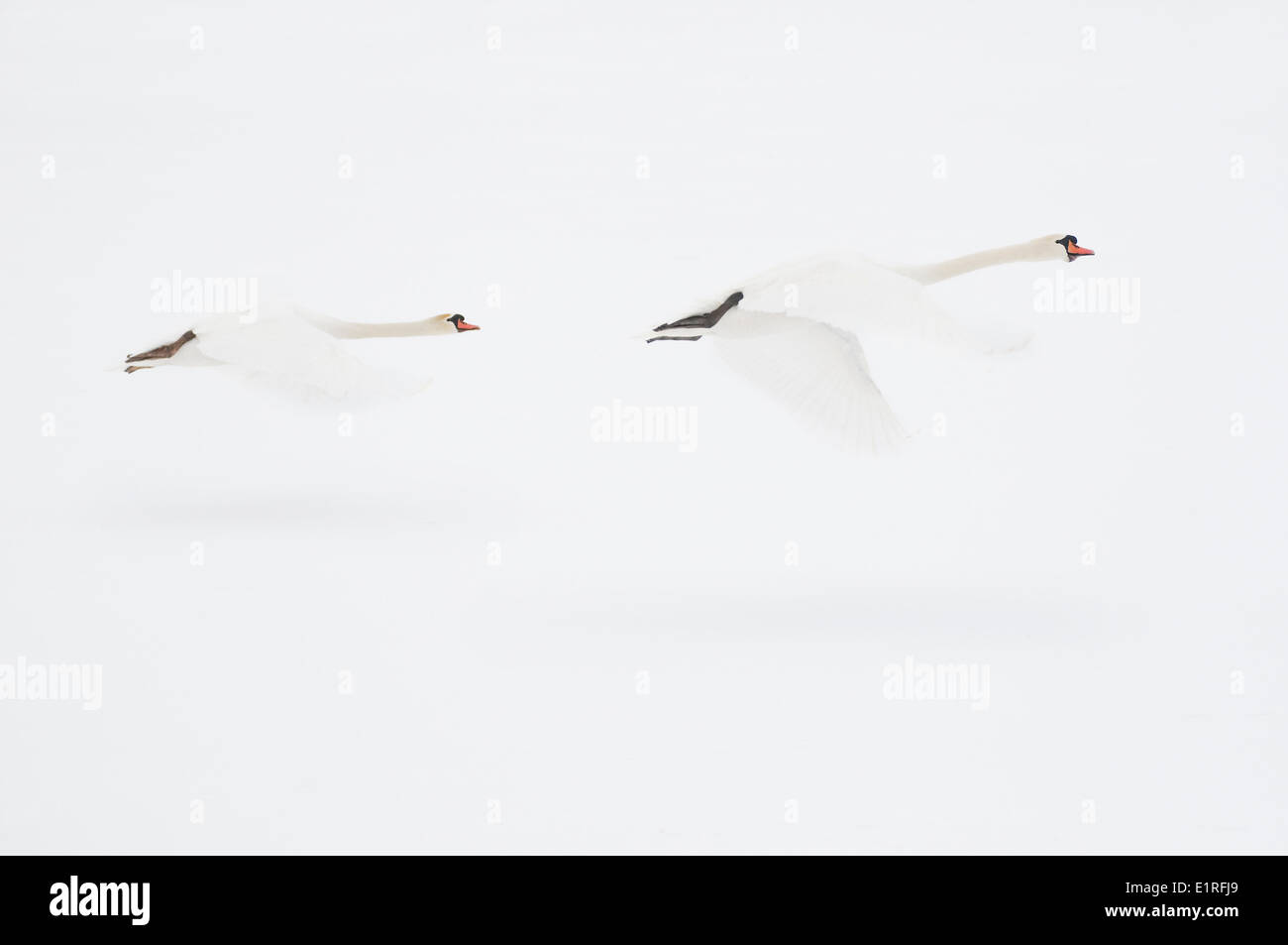 High flying swans hi-res stock photography and images - Alamy