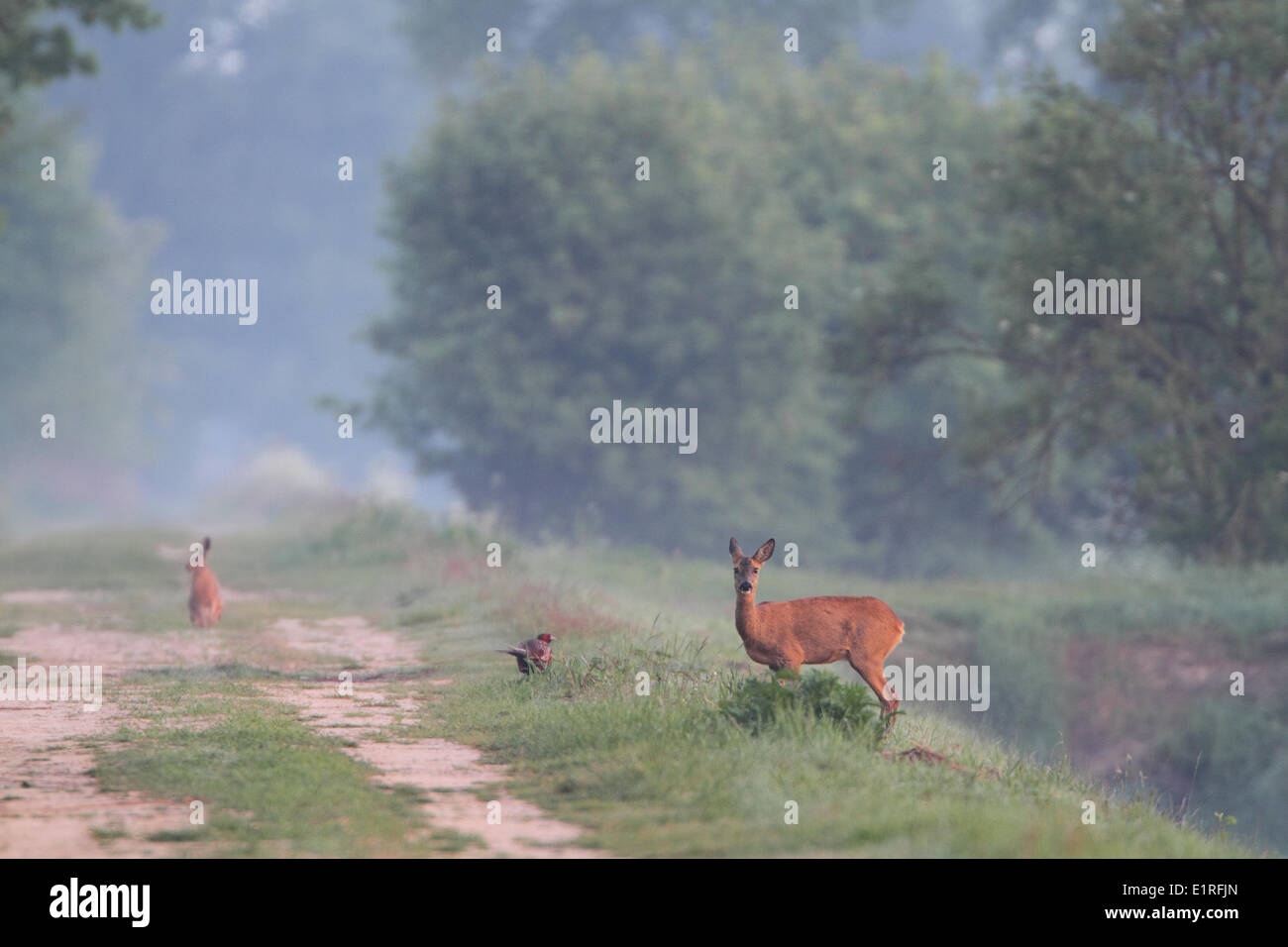 roe deer, pheasant and hare foraging in early morning Stock Photo - Alamy