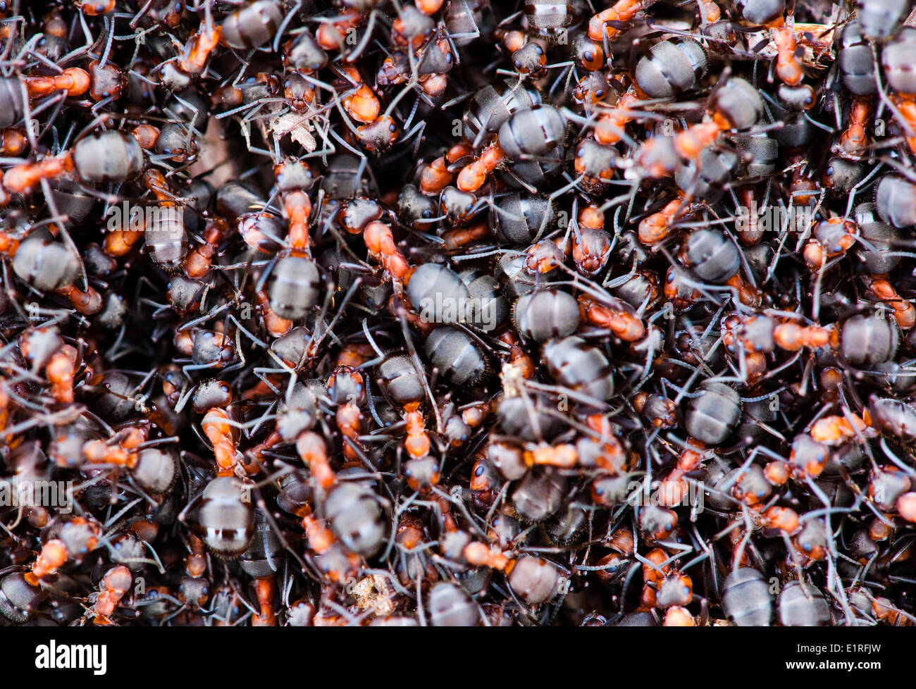 Ants detail hi-res stock photography and images - Alamy