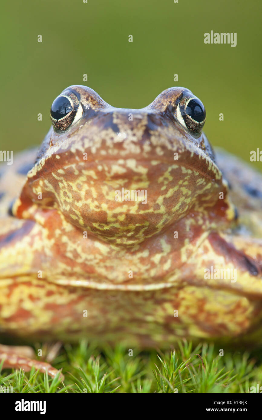 Female common frog head shot Stock Photo - Alamy