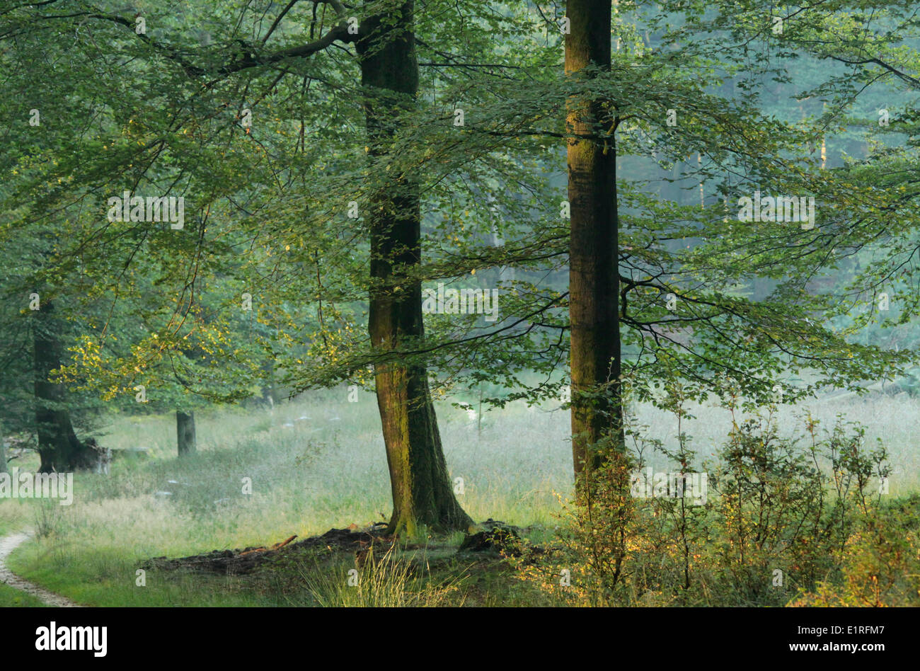 Morning light beams hi-res stock photography and images - Alamy