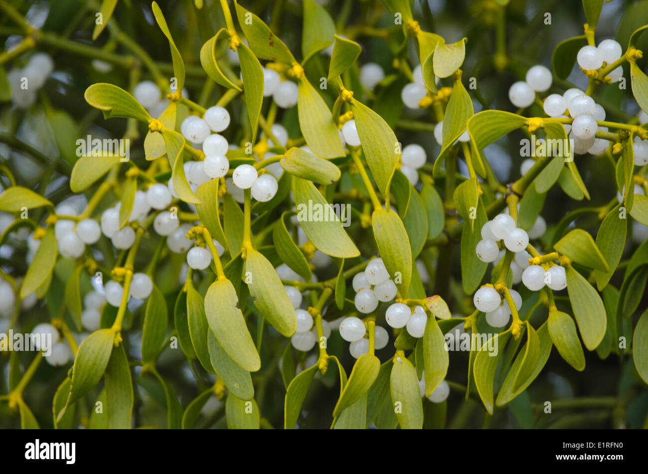White Mistletoe Berries High Resolution Stock Photography and Images ...