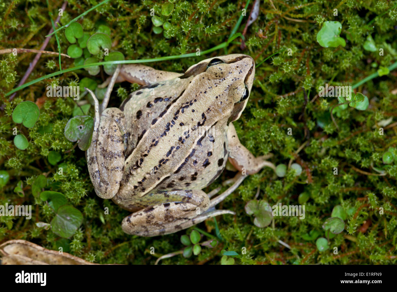moor frog seen from above Stock Photo - Alamy