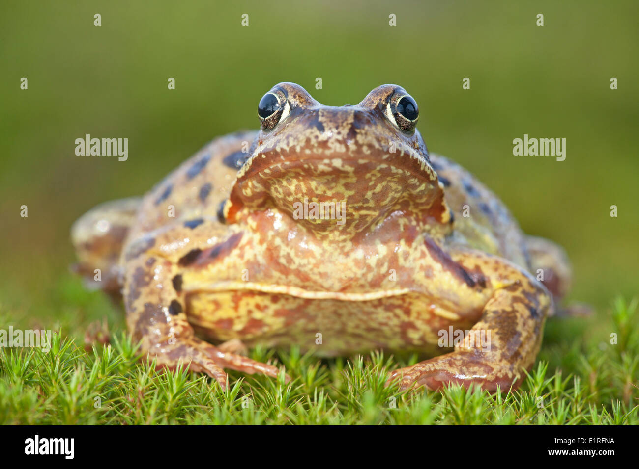 frontal portrait of a female common frog Stock Photo - Alamy