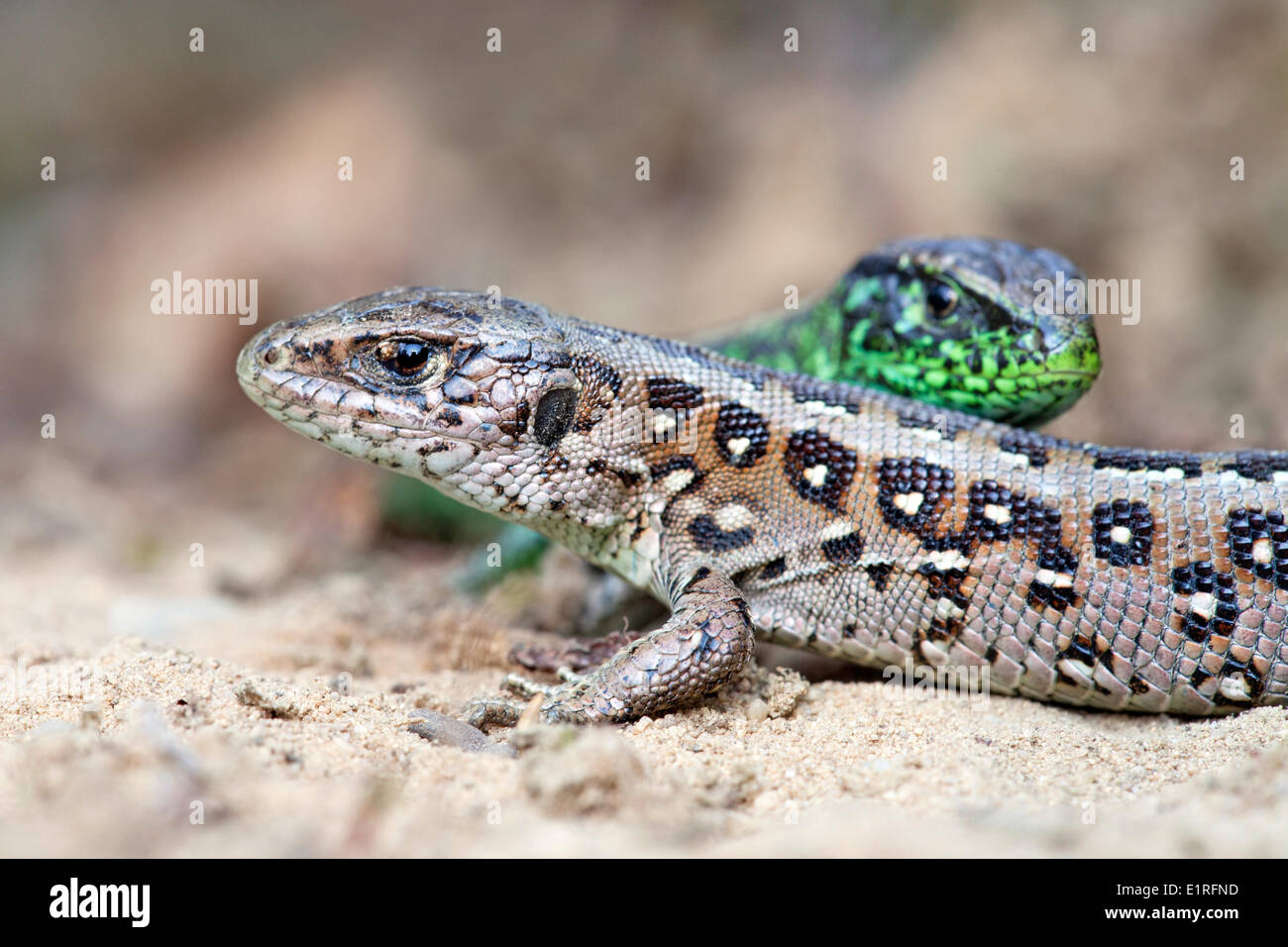 Sand lizards hi-res stock photography and images - Alamy