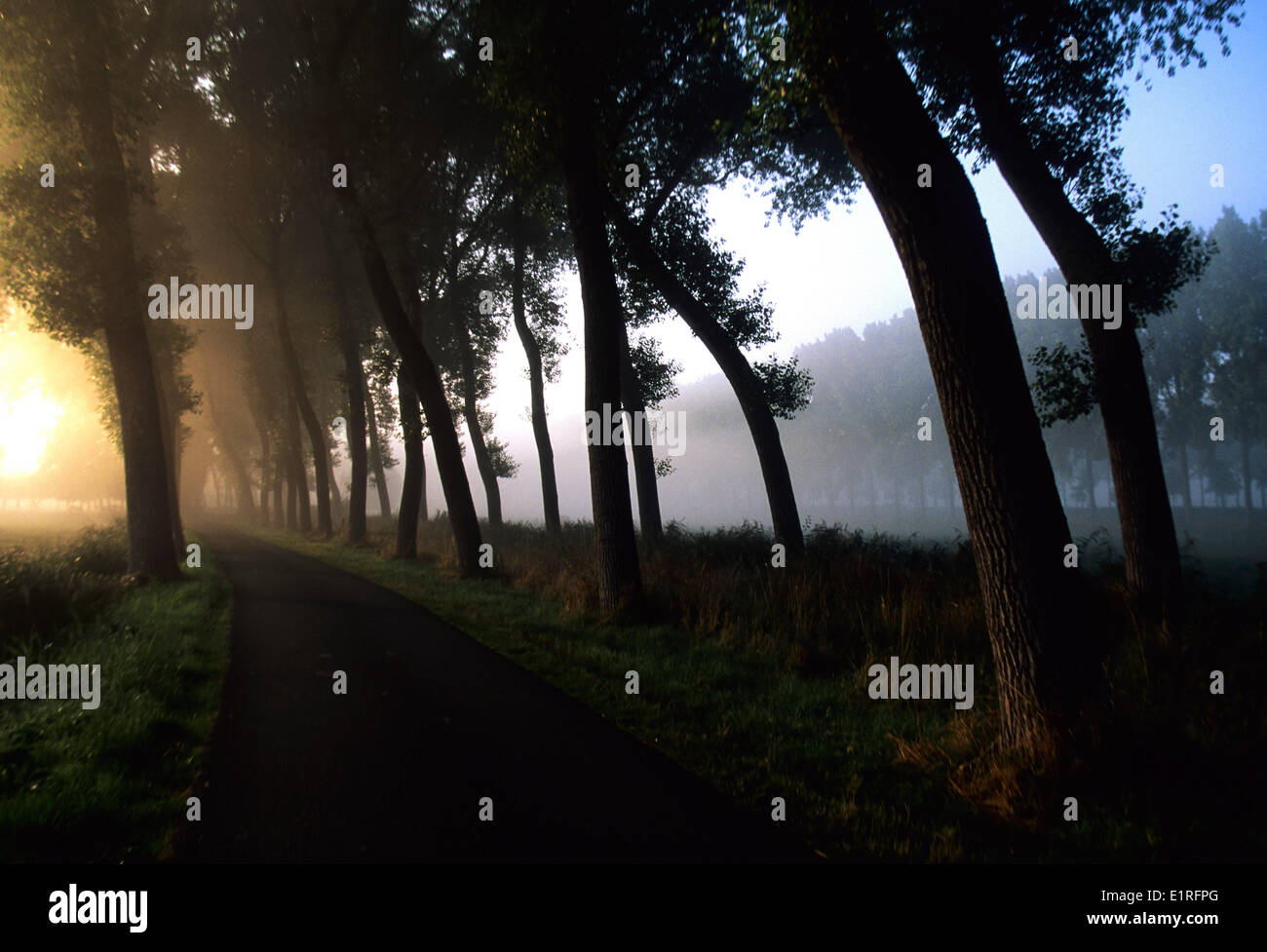 Willow trees salix sp hi-res stock photography and images - Alamy