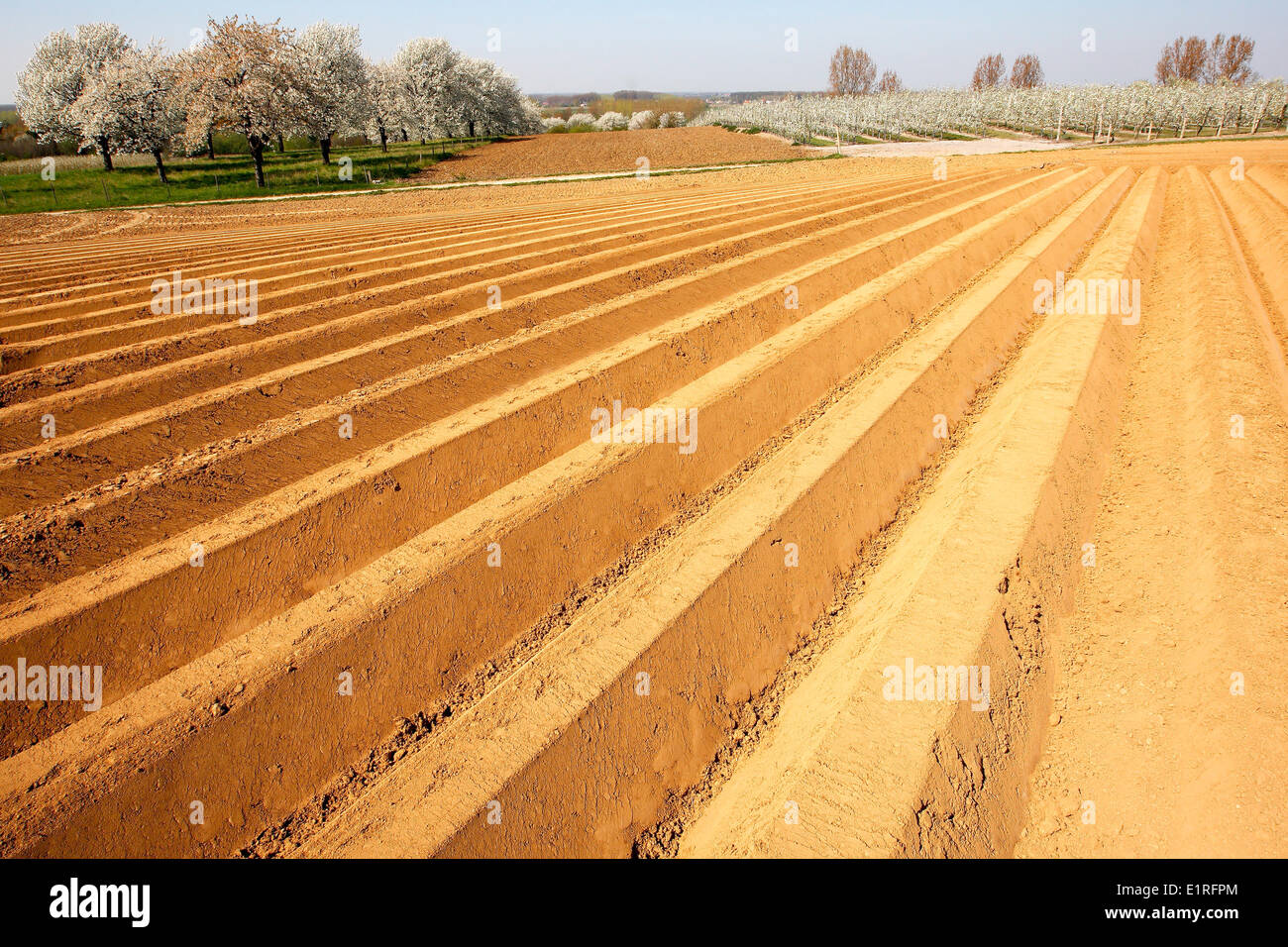 Plantrows in field Stock Photo - Alamy