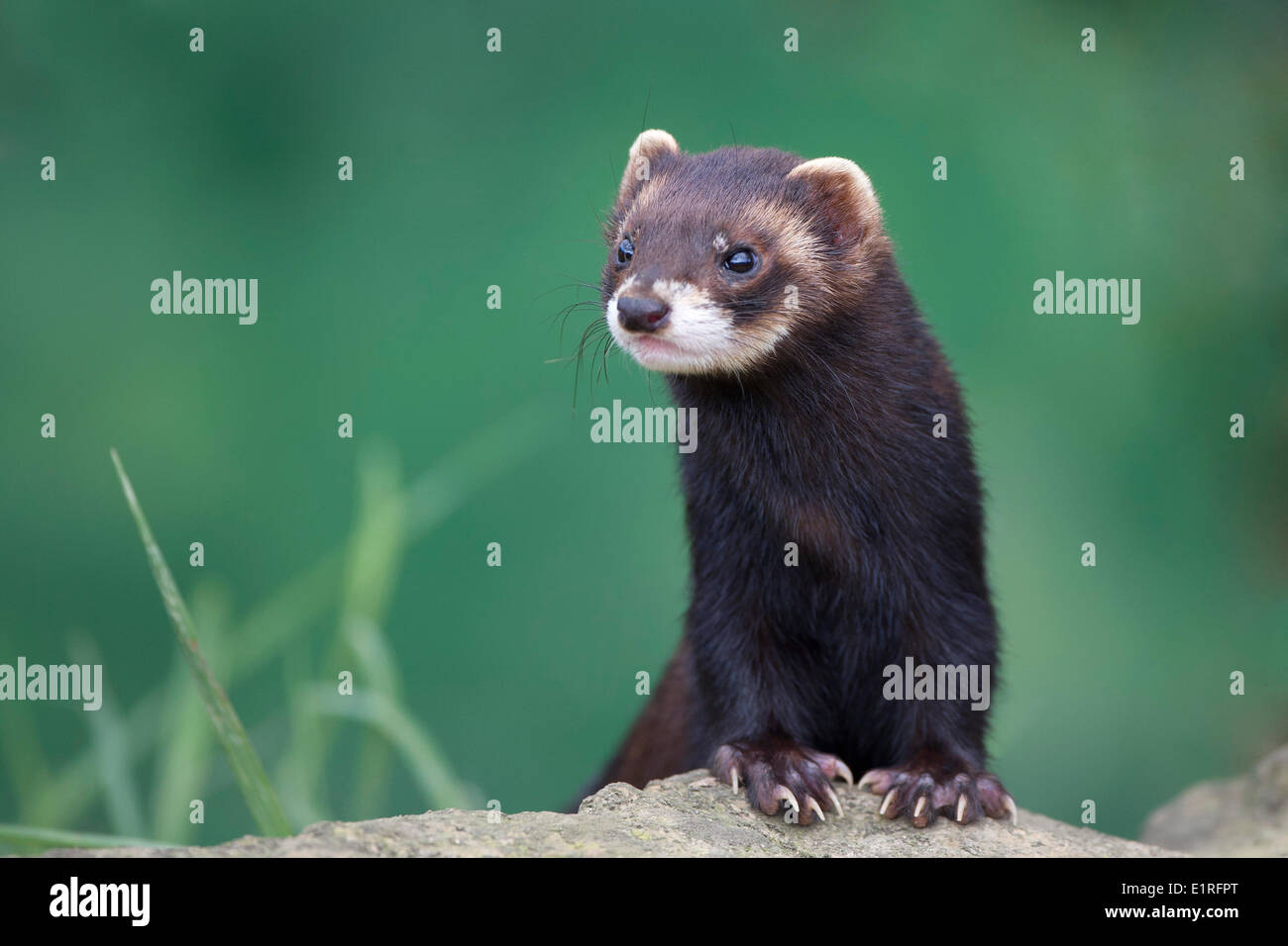 Western or European polecat (Mustela putorius Stock Photo - Alamy
