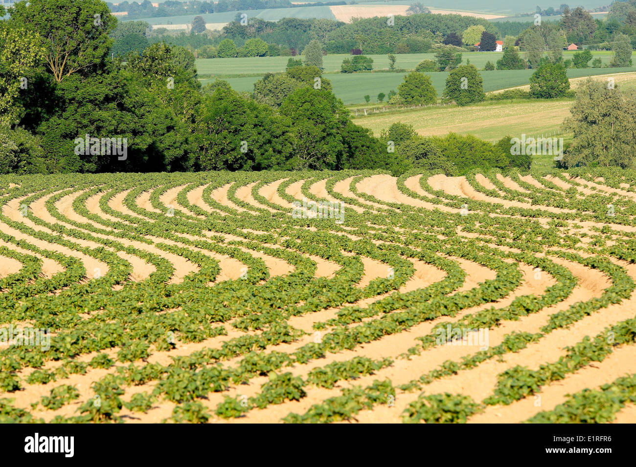 Plantrows in field Stock Photo - Alamy