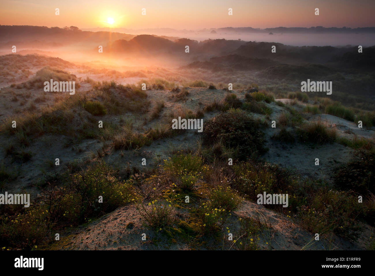 The Westhoek Nature Reserve Stock Photo - Alamy