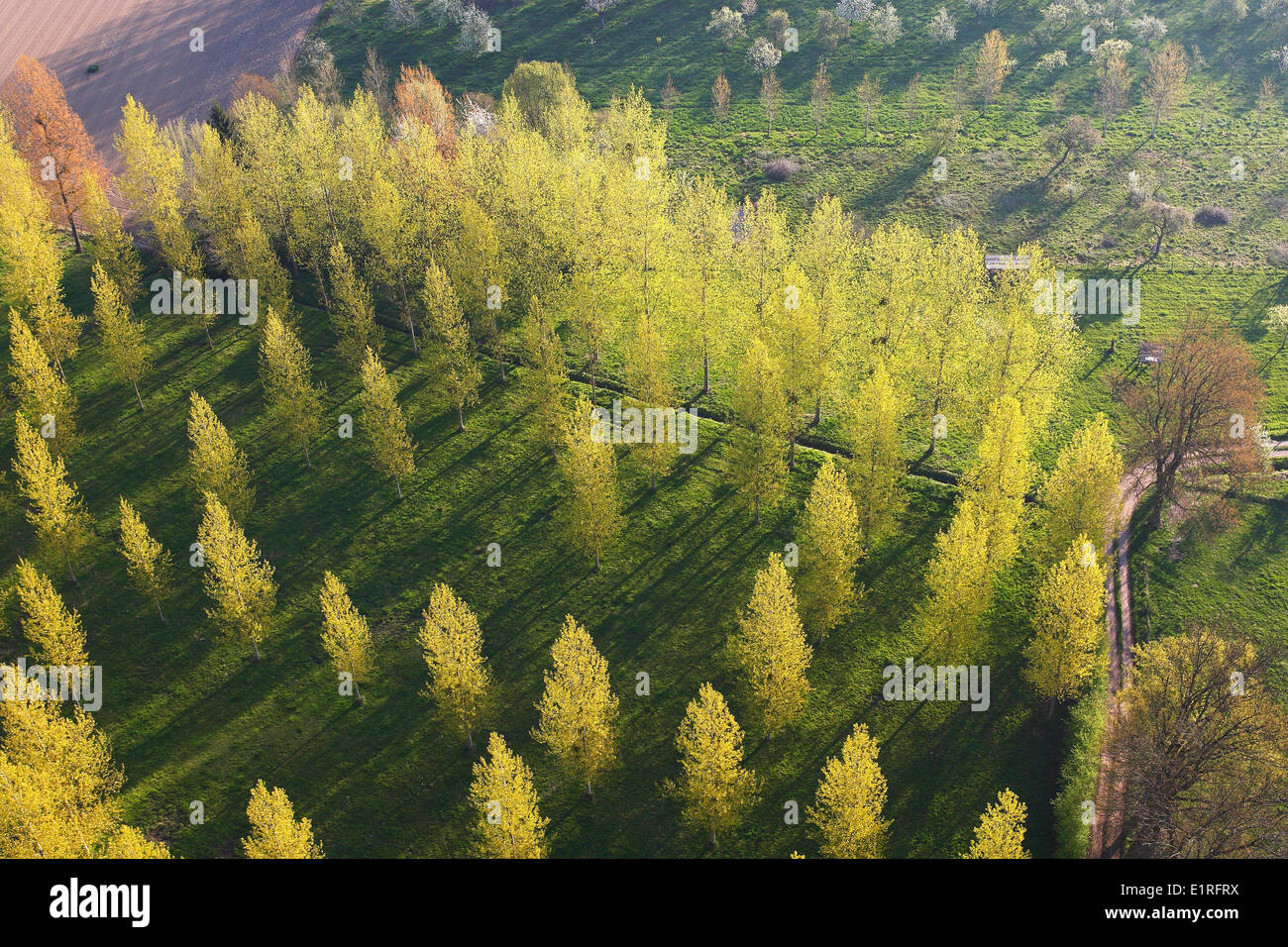 Landscape with grasslands, fields and Poplars (Populus sp.) from the ...
