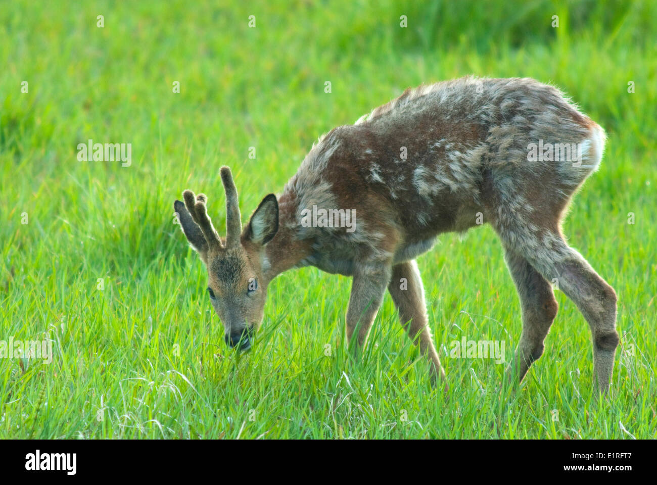 Roe deer spring moult hi-res stock photography and images - Alamy