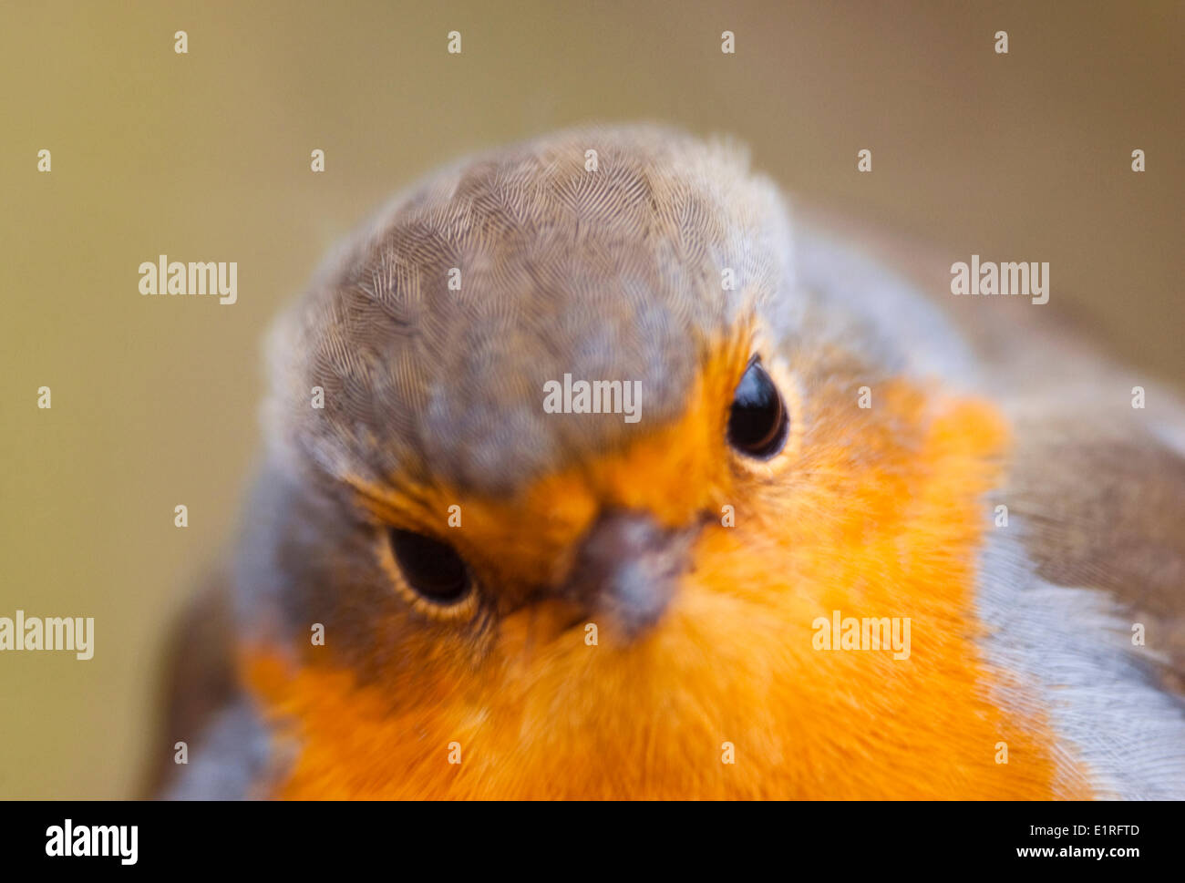 Red robin in detail hi-res stock photography and images - Alamy