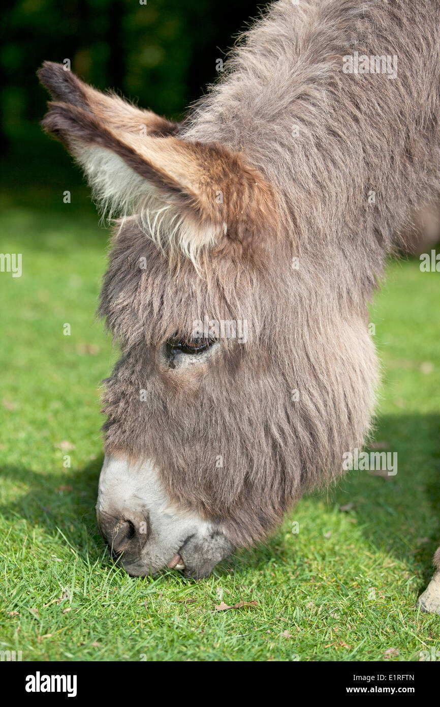 portrait of a donkey Stock Photo - Alamy