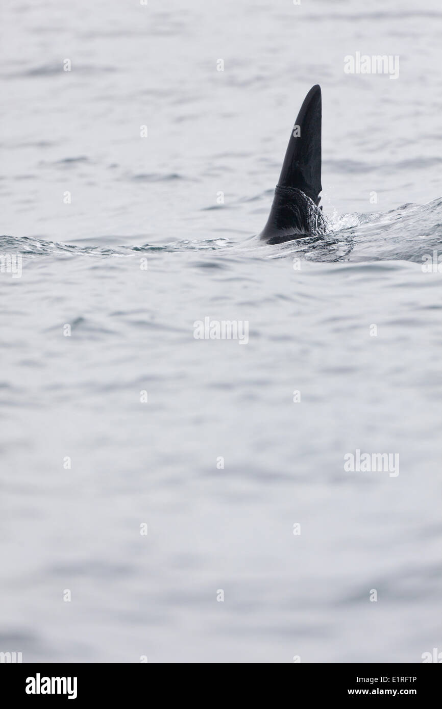 Orca dorsal fin with bow wave Stock Photo - Alamy