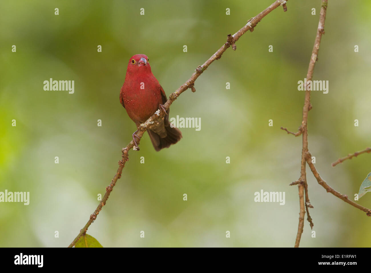 Senegal Firefinch on a branch Stock Photo - Alamy