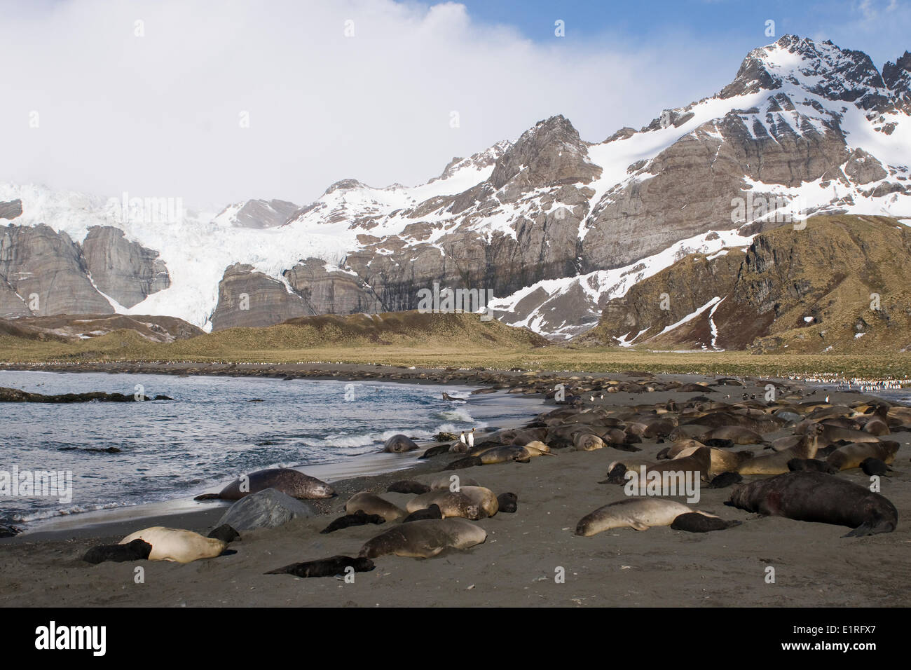 Gold harbour south georgia islands hi-res stock photography and images ...