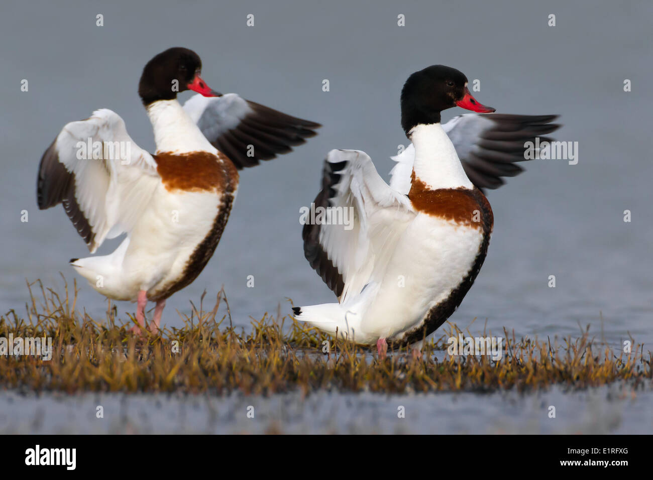 Two adult Shelducks wing flapping in shallow water Stock Photo - Alamy