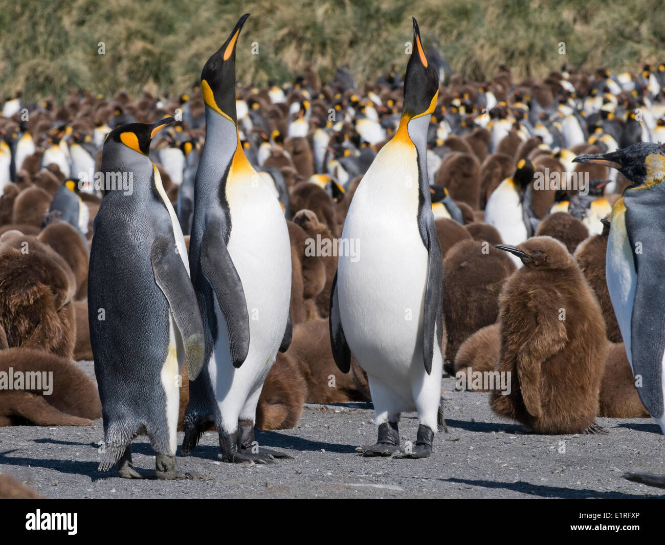 Gold harbour south georgia islands hi-res stock photography and images ...