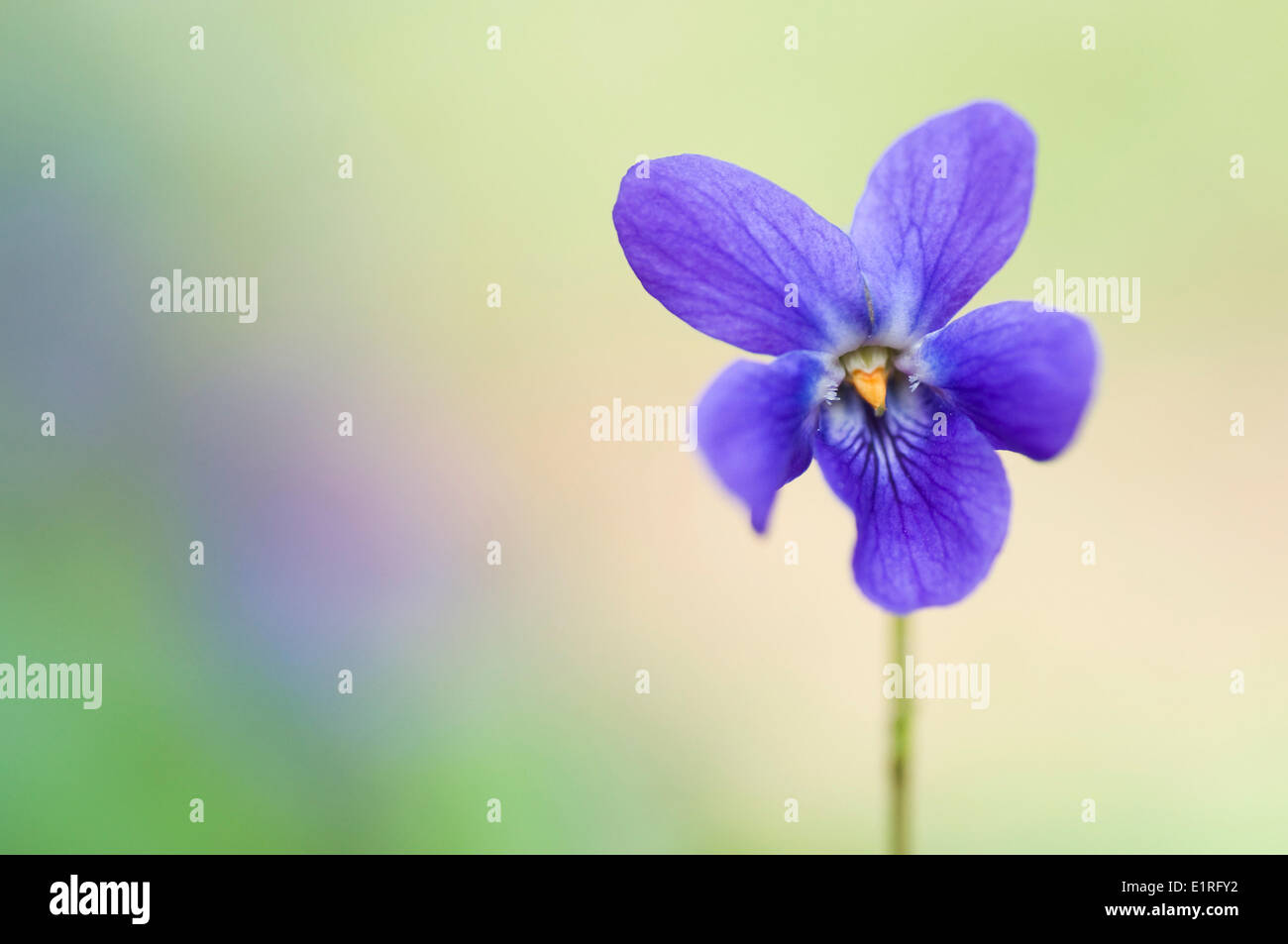Violet flower picture hi-res stock photography and images - Alamy