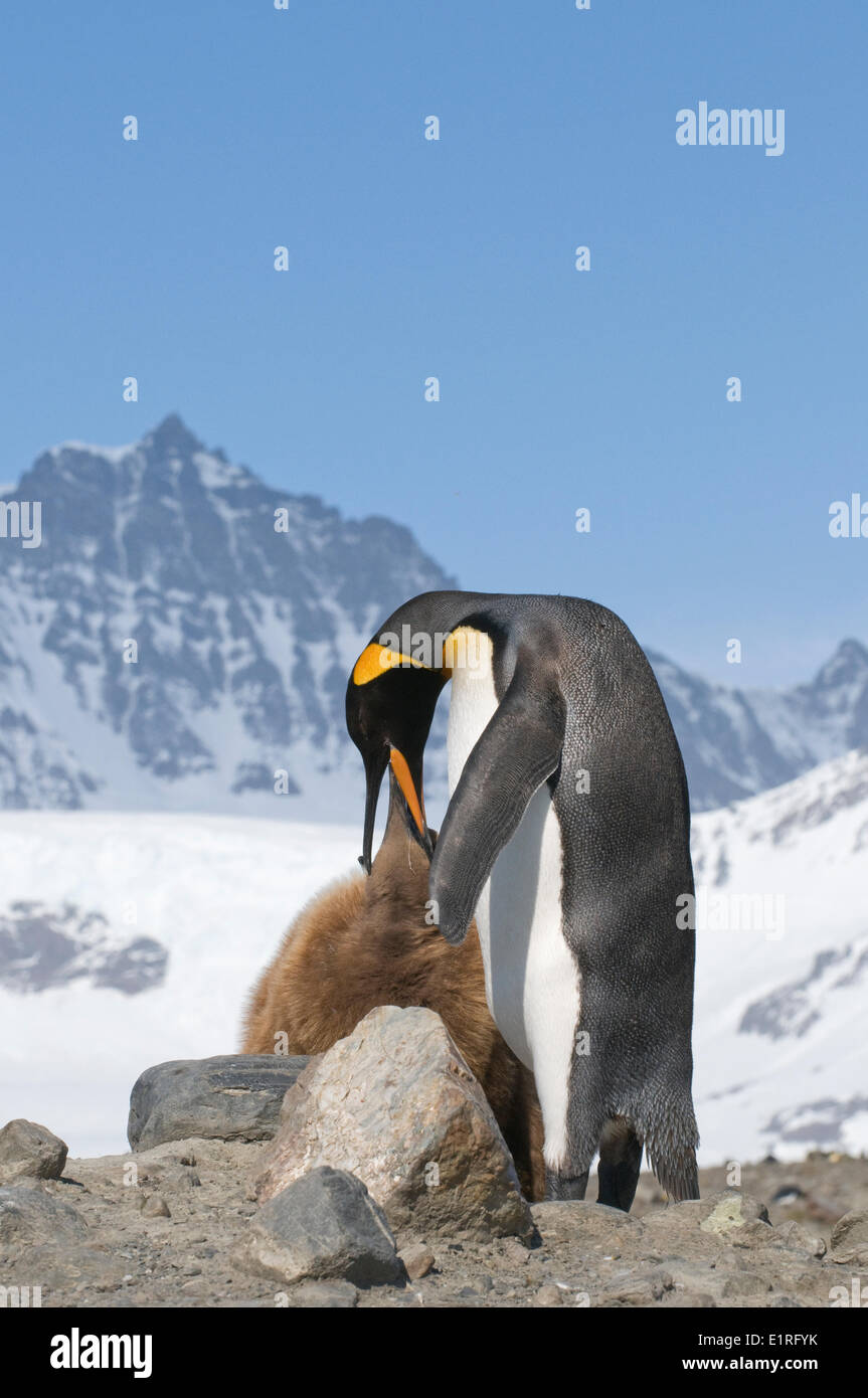 King Penguin feeding a young Stock Photo - Alamy