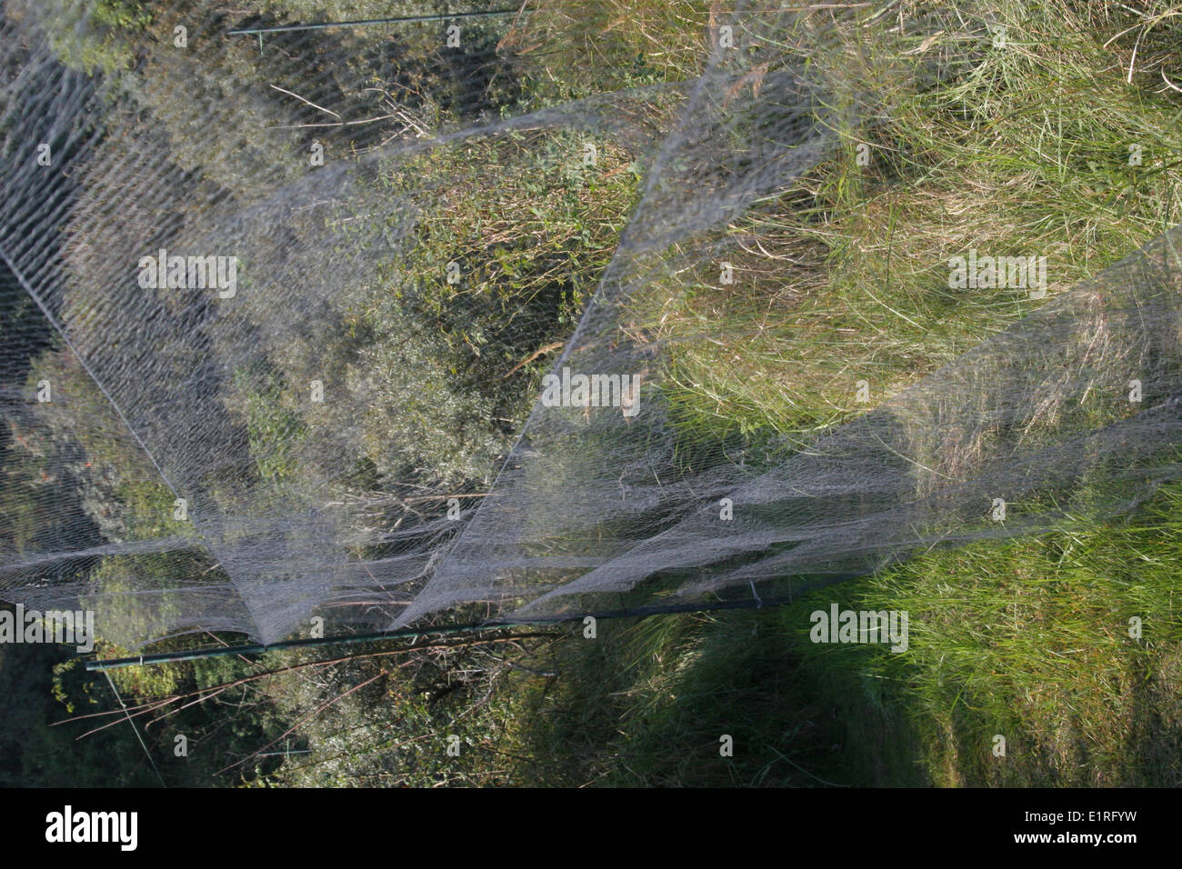 Banding mist net hi-res stock photography and images - Alamy