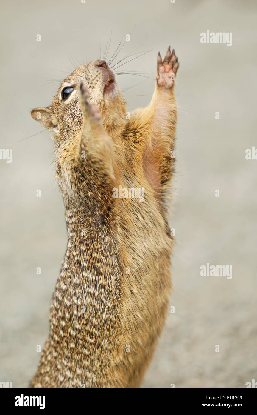 Squirrels sciuridae mammalia hi-res stock photography and images - Alamy
