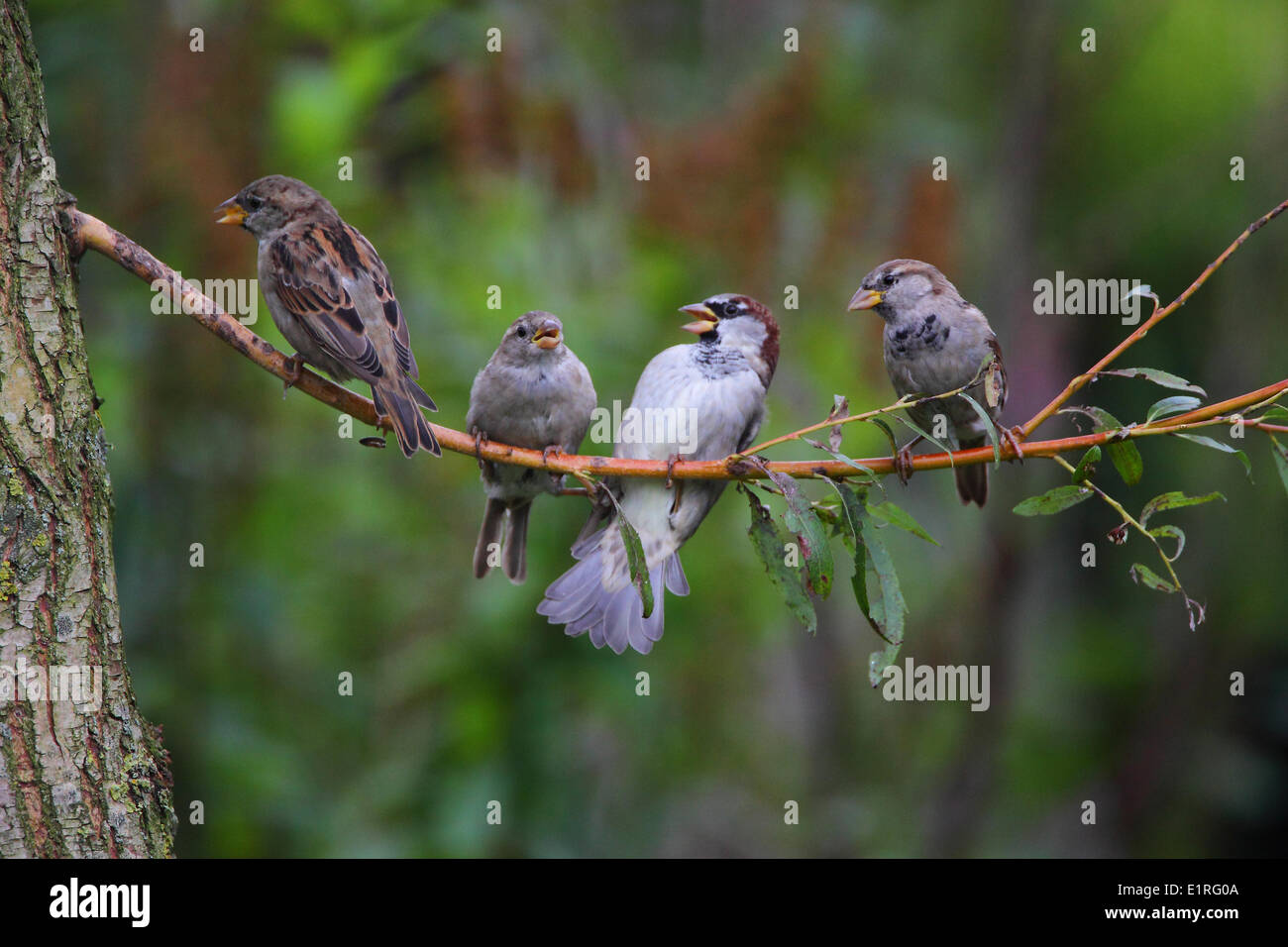 sparrows sitting together Stock Photo - Alamy