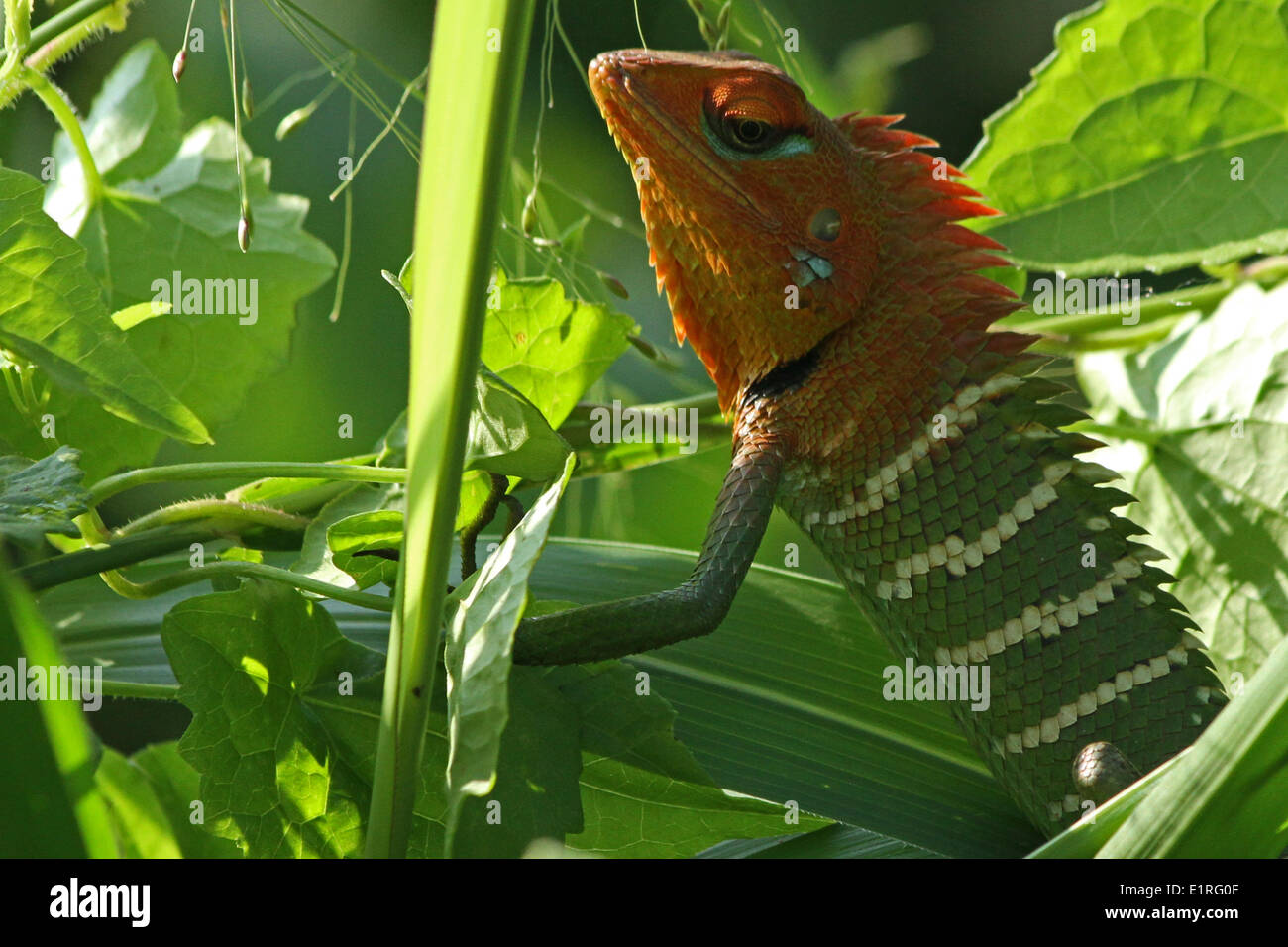 Green Garden Lizard side view male with orange head Stock Photo - Alamy