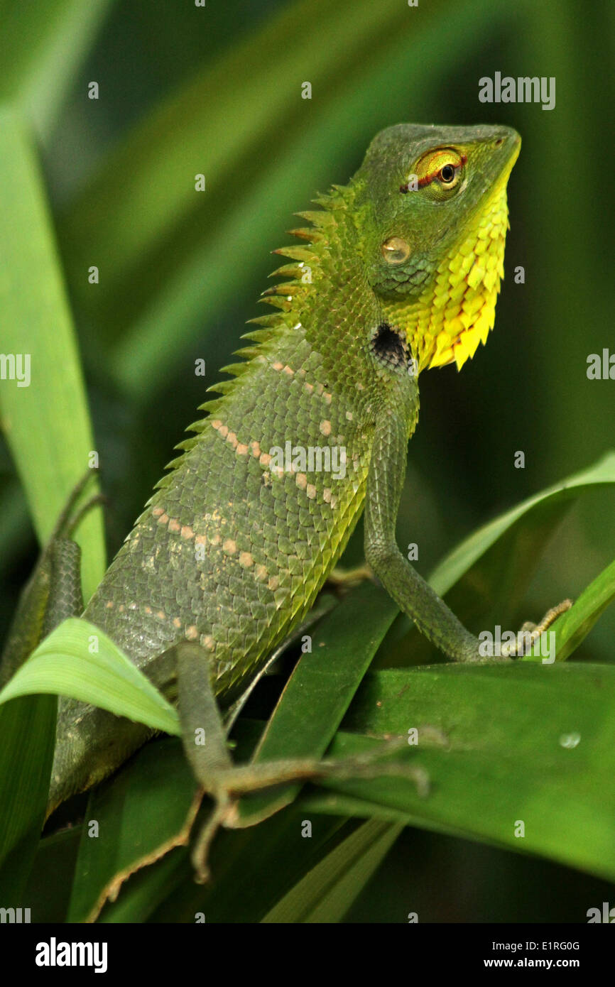 Female garden lizard hi-res stock photography and images - Alamy