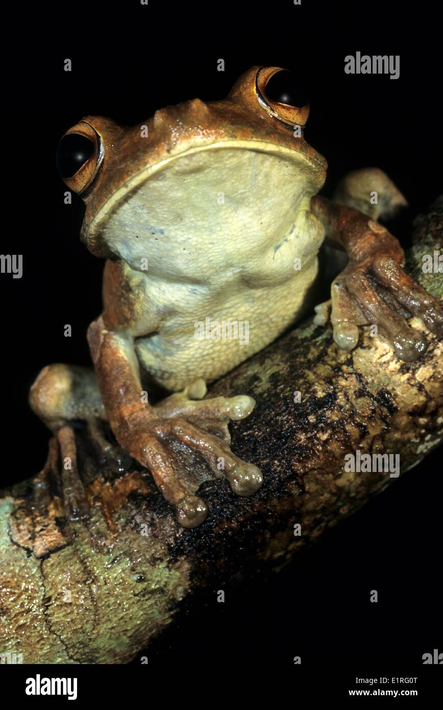 Giant Tree Frog on branch in close-up Stock Photo - Alamy