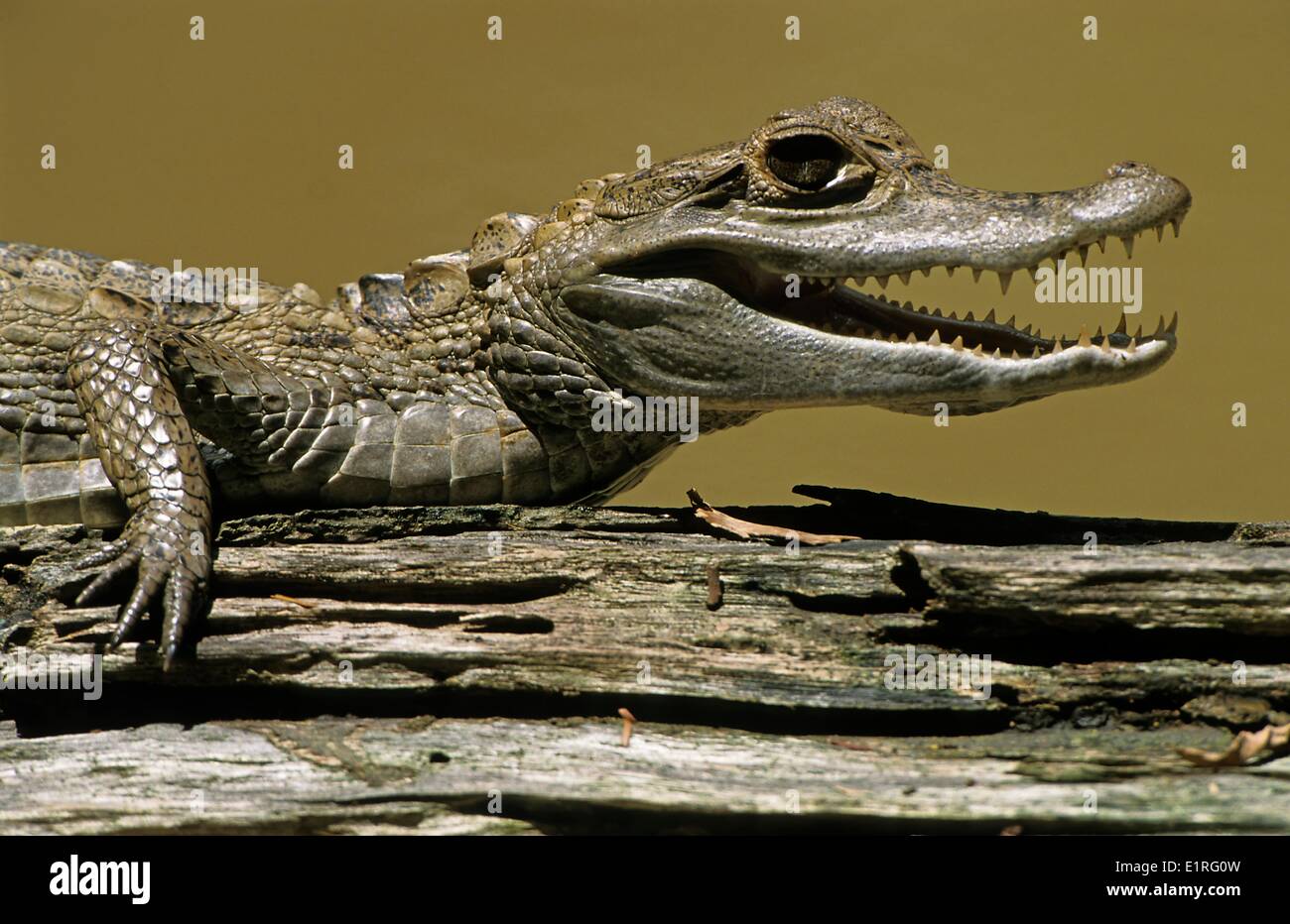 Spectacled white common caiman hi-res stock photography and images - Alamy
