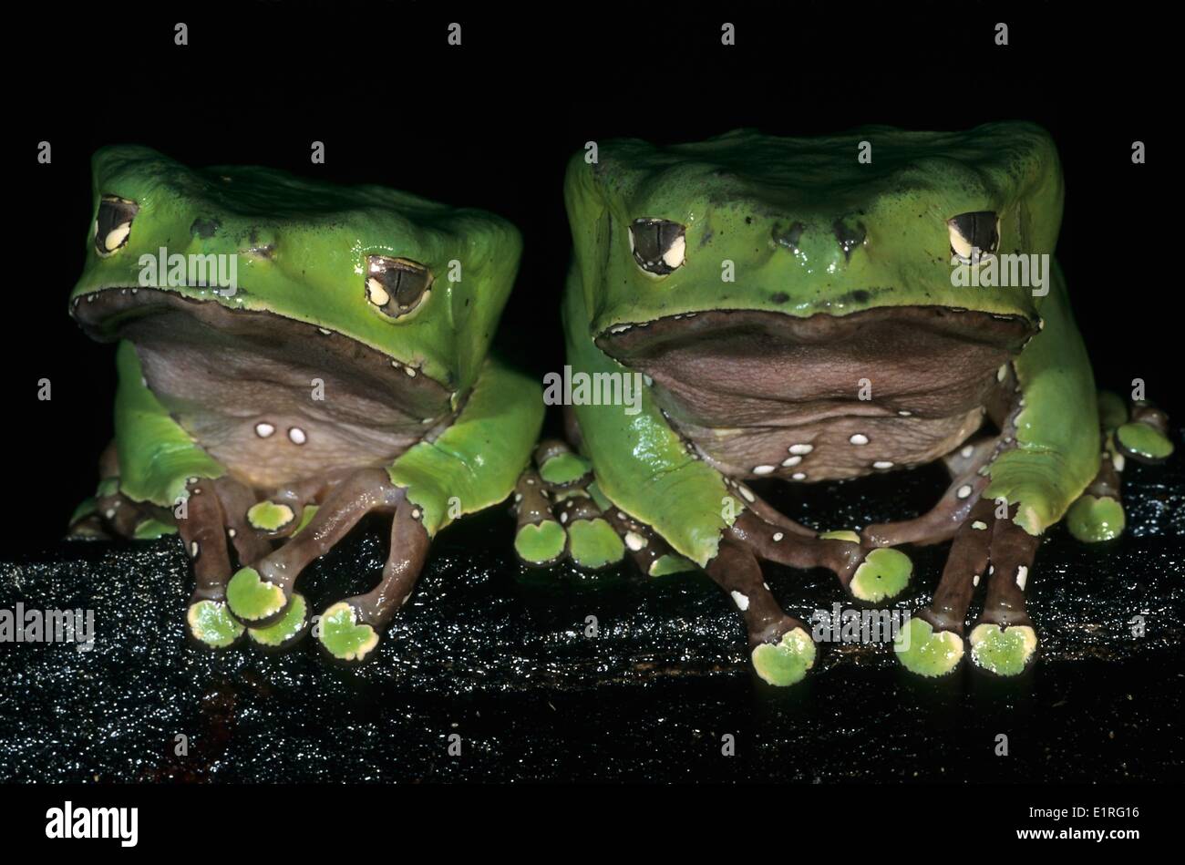 Giant Leaf Frog in close-up Stock Photo - Alamy
