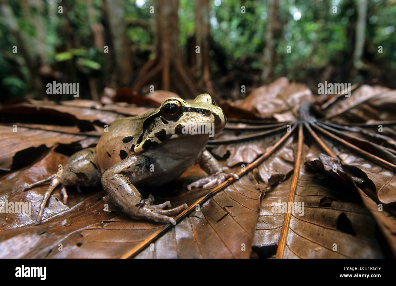 Smokey Jungle Frog in close-up Stock Photo - Alamy