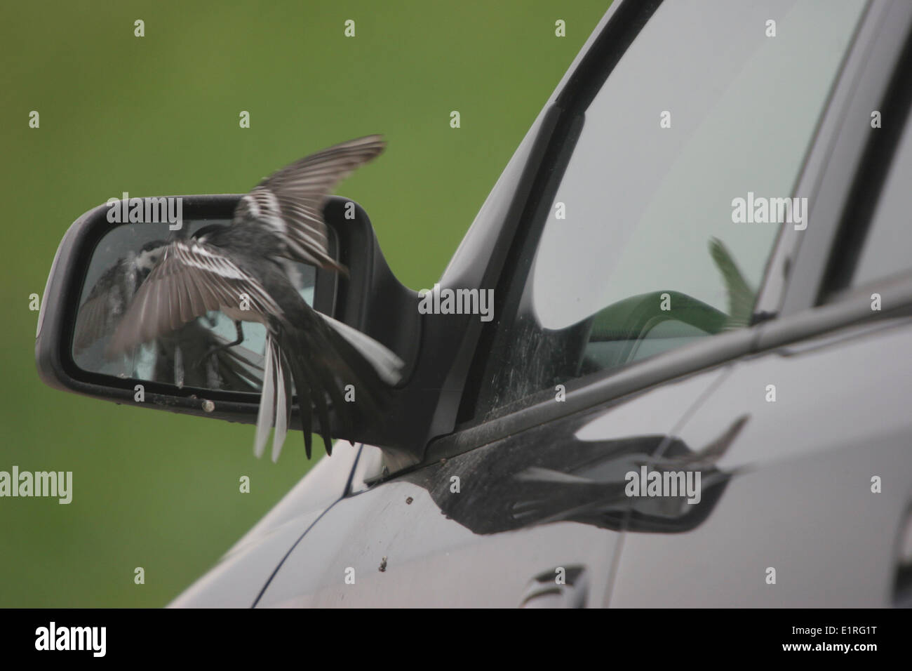 Pied wagtail flying from the carwindow to the carmirror Stock Photo - Alamy