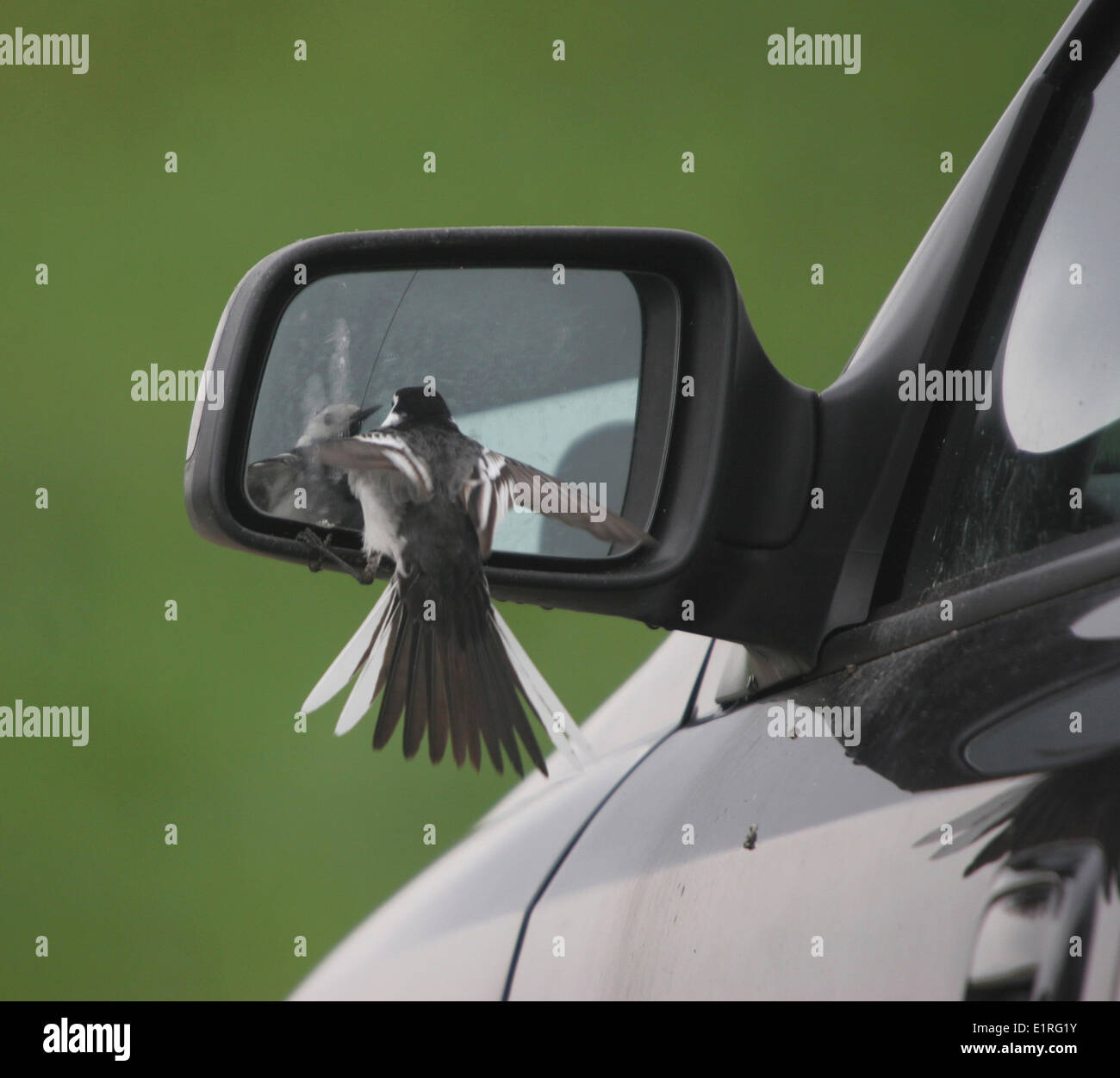 Pied wagtail flying from the carwindow to the carmirror Stock Photo - Alamy