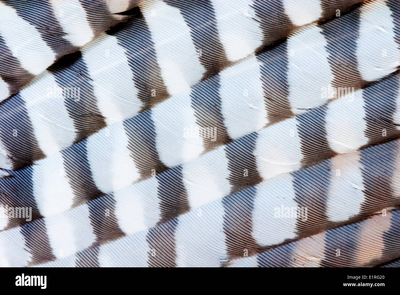common cuckoo feathers Stock Photo - Alamy