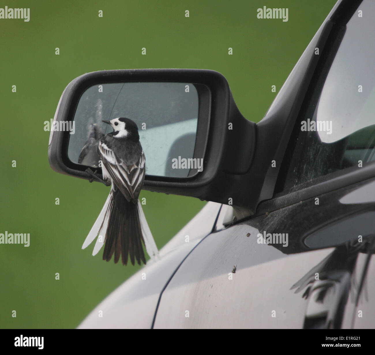 Pied wagtail flying from the carwindow to the carmirror Stock Photo - Alamy