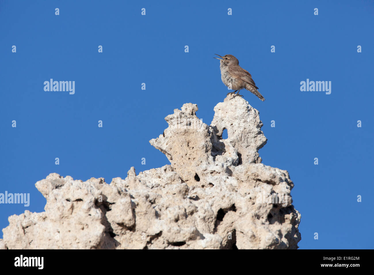 New zealand rock wren hi-res stock photography and images - Alamy
