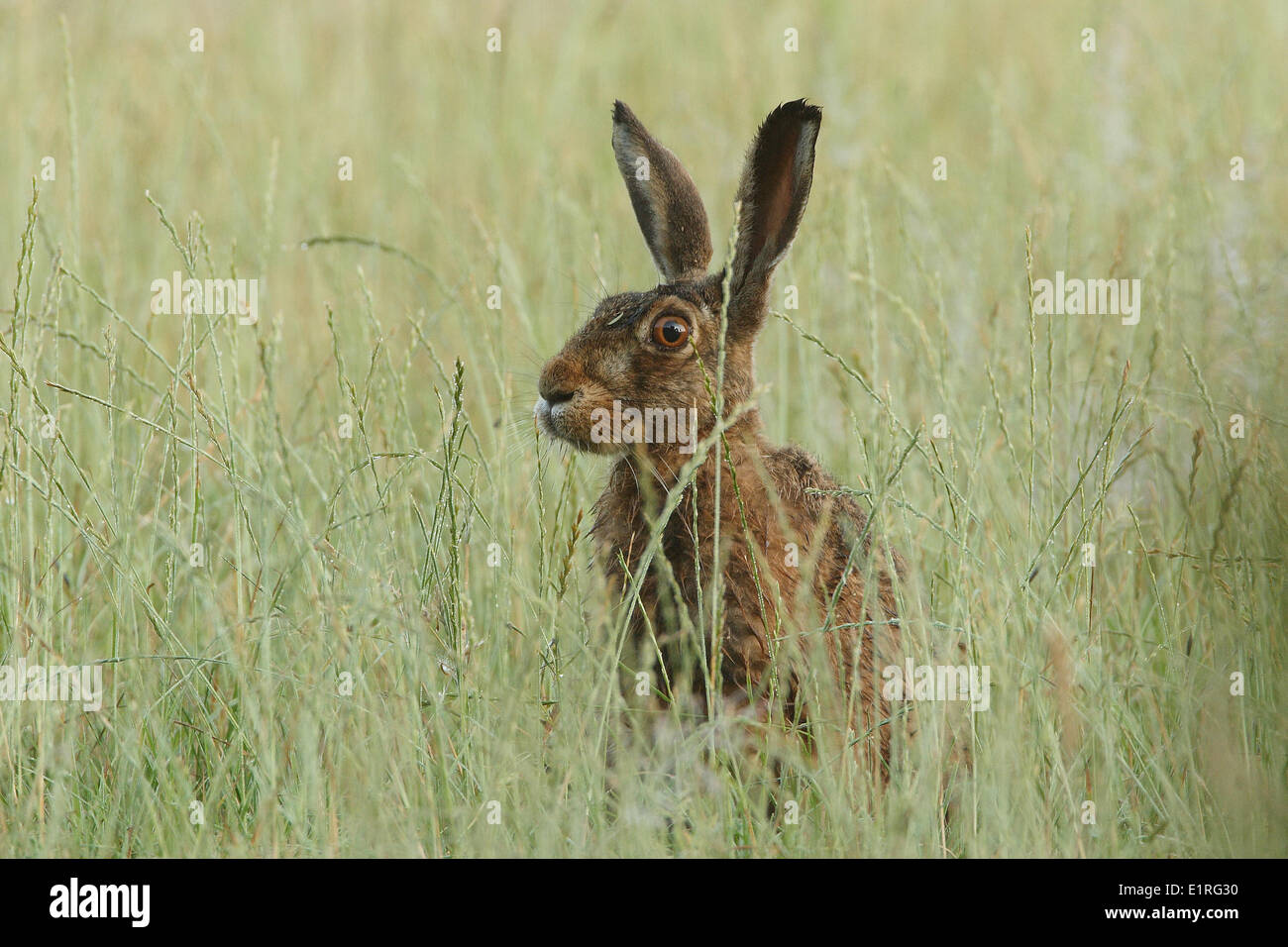 hare in high grass Stock Photo - Alamy