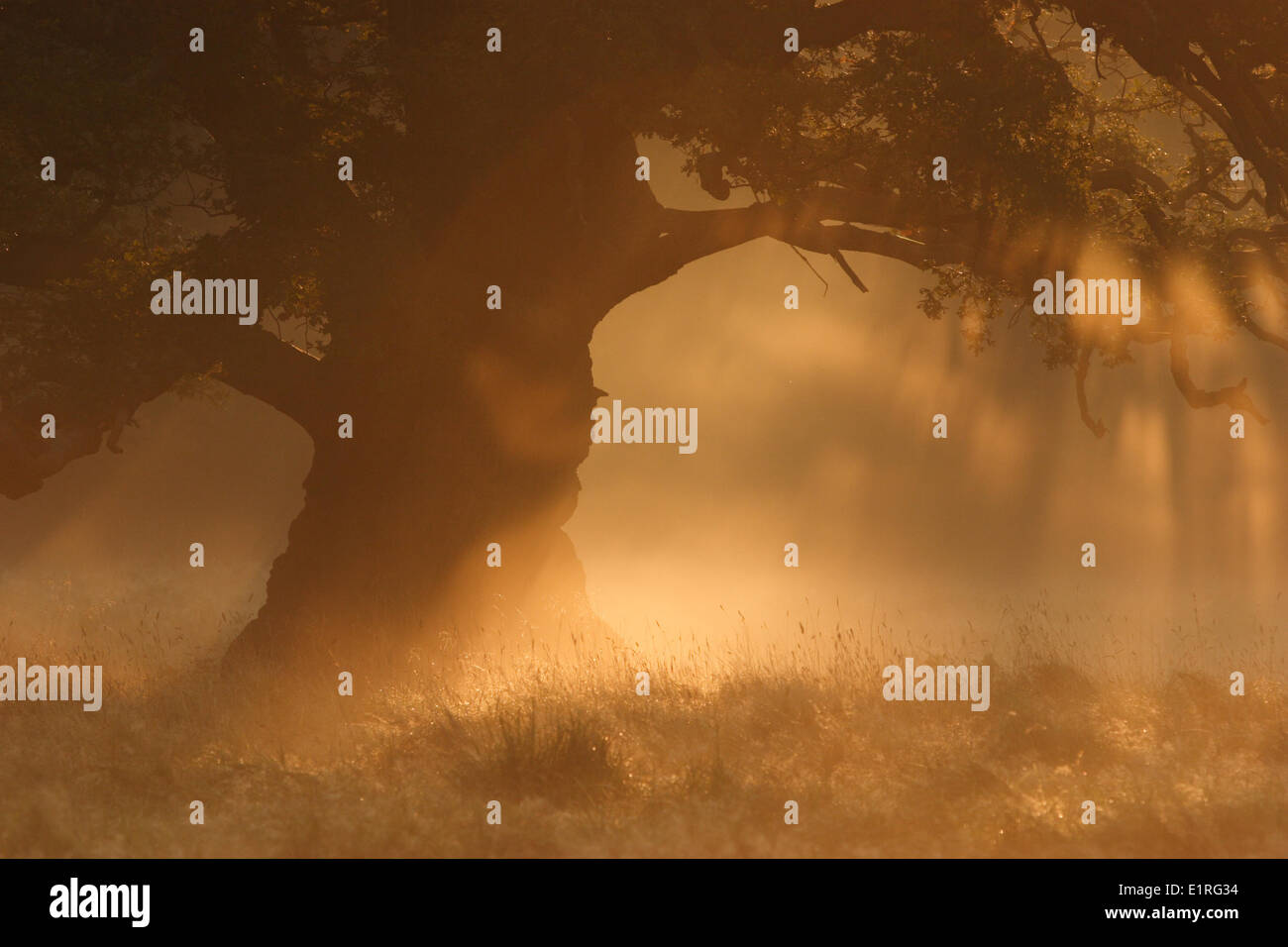 old beech in the first morning light Stock Photo - Alamy
