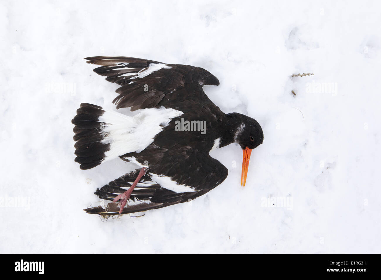 Starvation starved hi-res stock photography and images - Alamy