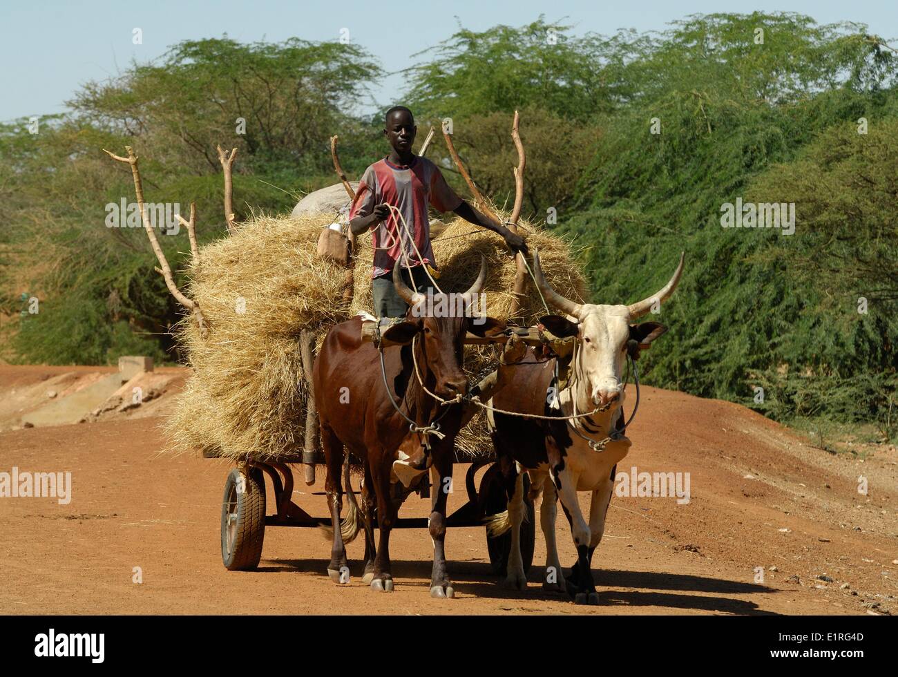 Ox wagon hi-res stock photography and images - Alamy