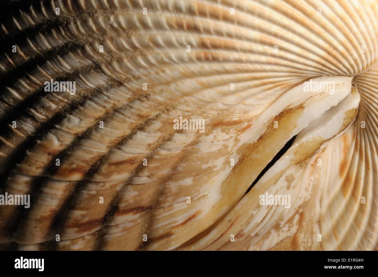 Giant atlantic cockle dinocardium robustum hi-res stock photography and ...