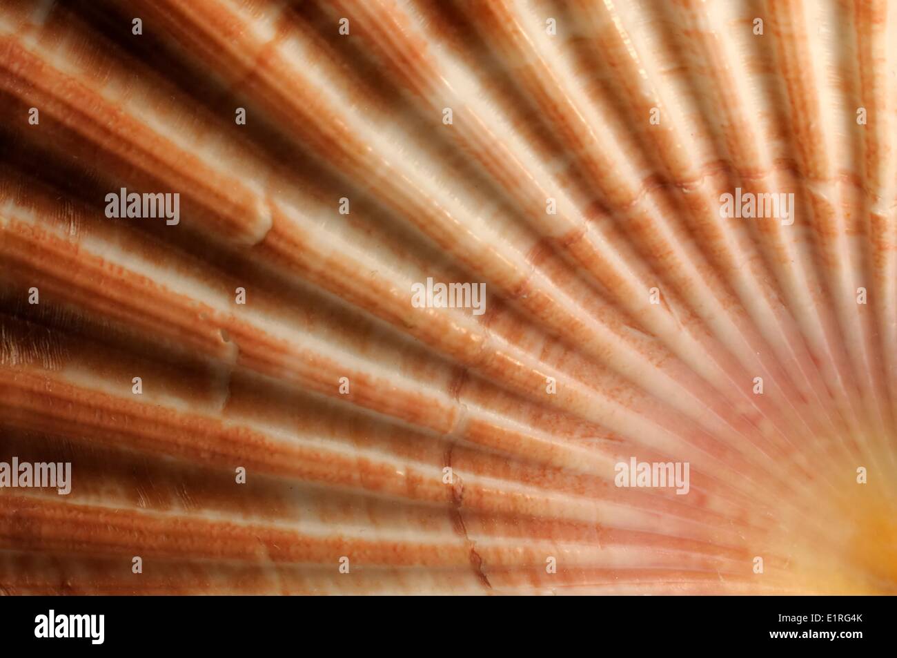 Scallop detail hi-res stock photography and images - Alamy