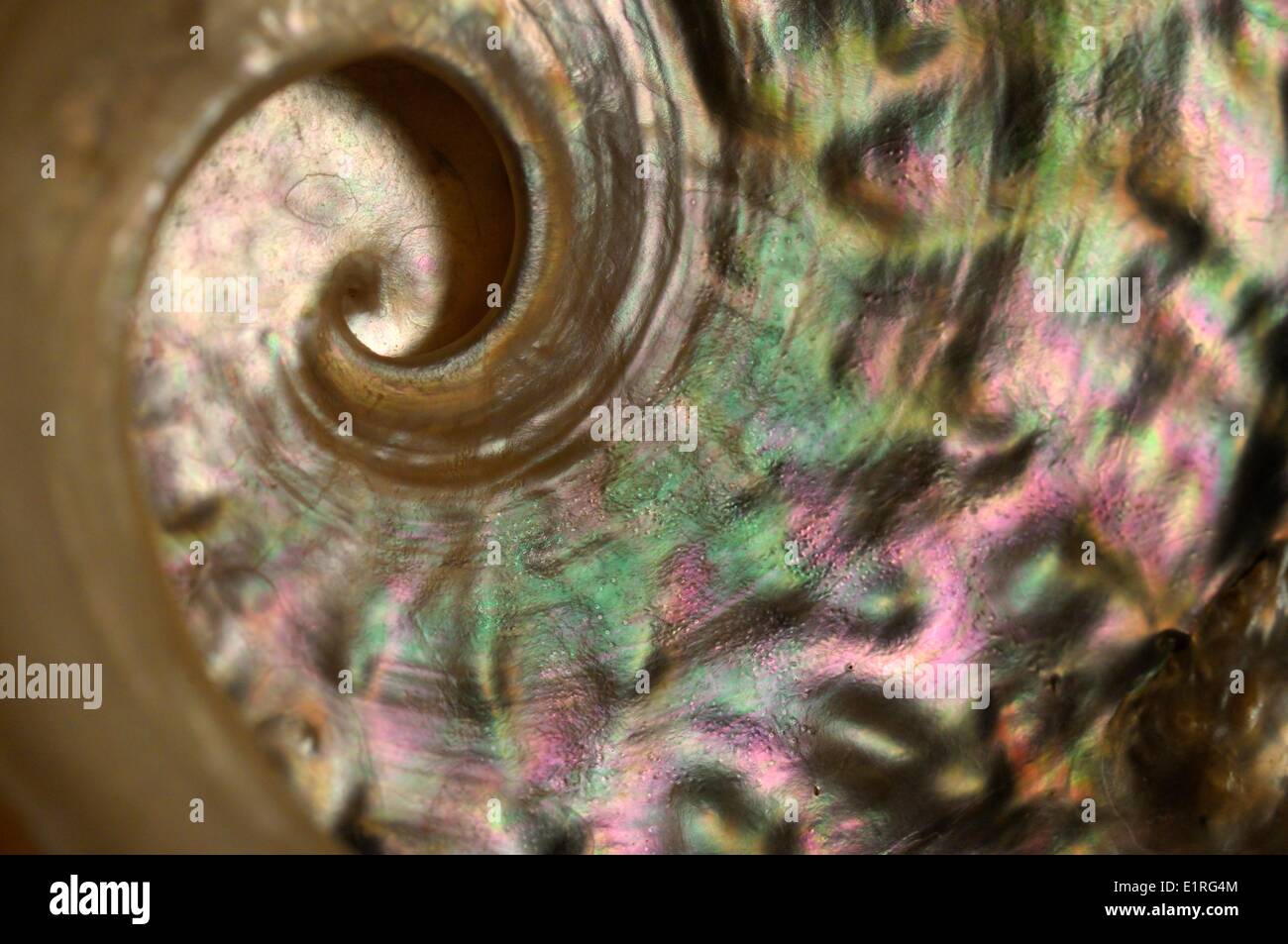 Abalone Shell High Resolution Stock Photography and Images - Alamy